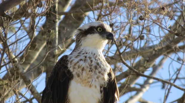 Bird Enthusiasts - Australian Photography