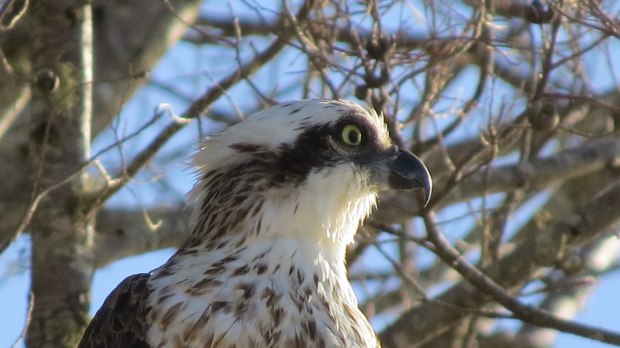 Bird Enthusiasts - Australian Photography