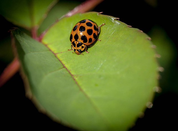 Lady Bug - Australian Photography