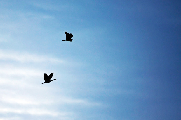 Soar - Australian Photography