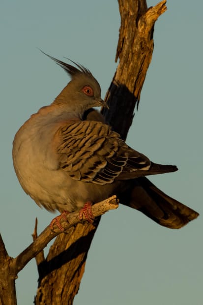 Boids - Australian Photography