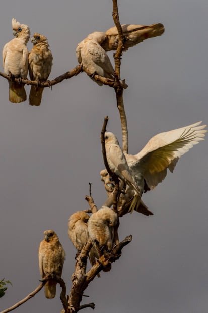 Boids - Australian Photography