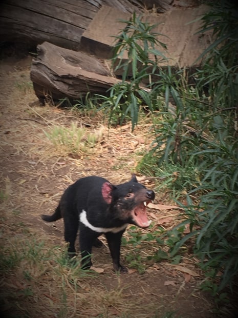 "Yawn" - Look at my large teeth and big mouth - Australian Photography