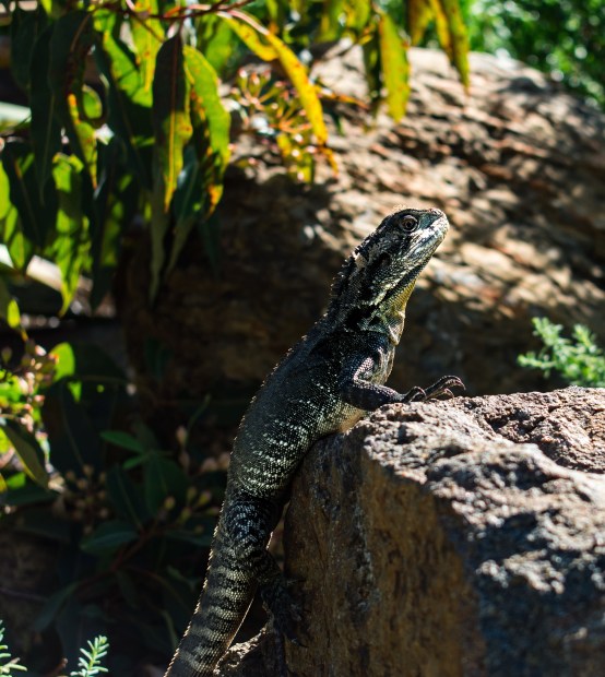 King Of The Rock. - Australian Photography