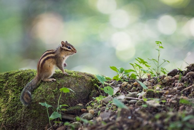 Forest Chipmunk - Australian Photography