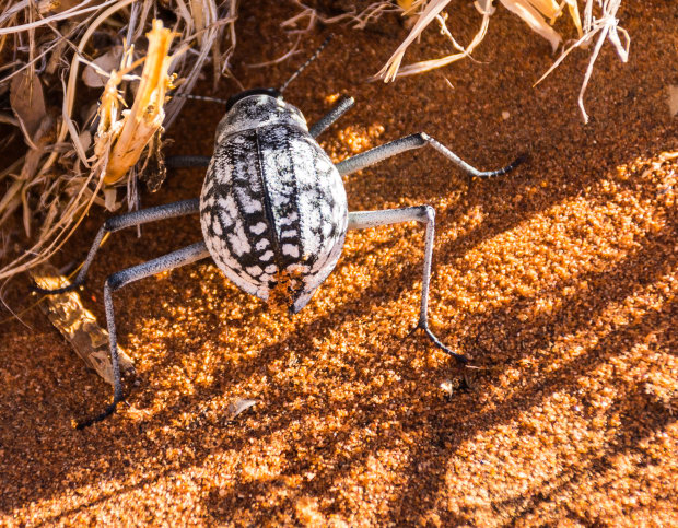 Namibian Cheetahs and Beetles - Australian Photography