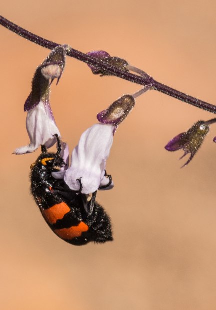 Namibian Cheetahs and Beetles - Australian Photography