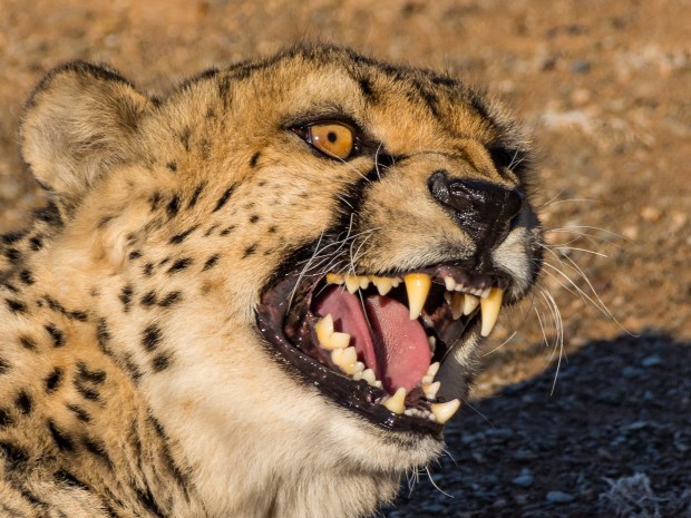 Namibian Cheetahs and Beetles - Australian Photography