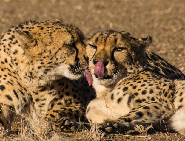 Namibian Cheetahs and Beetles - Australian Photography