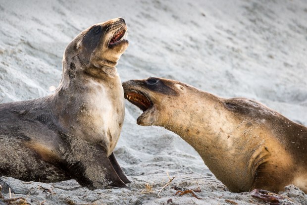The Fur and Lions of Sandfly Beach - Australian Photography