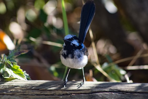 Birds of the Central Highlands - Australian Photography