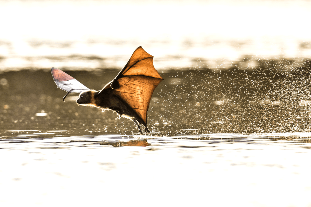 Bat Dance - Australian Photography