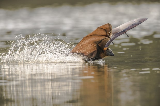 Bat Dance - Australian Photography