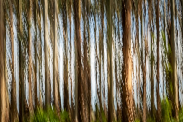 Blue Gums In Motion - Australian Photography