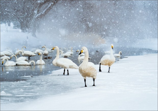 Whooper Swans in Winter - Australian Photography