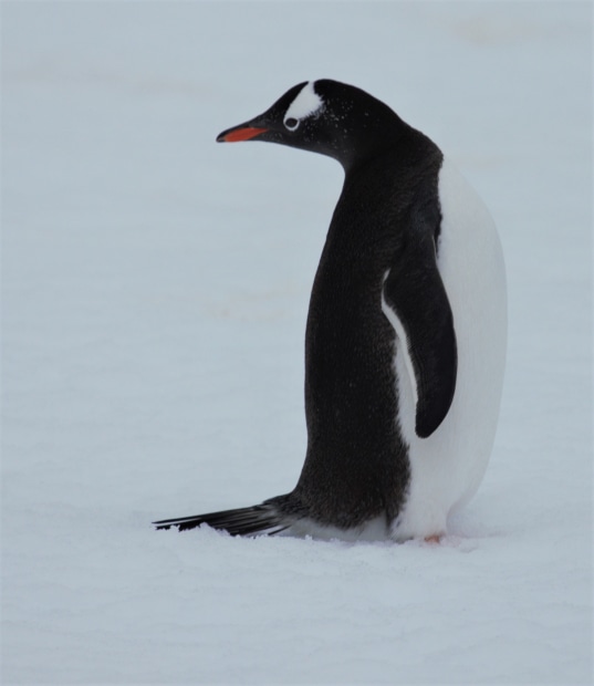Penguins plus - Australian Photography