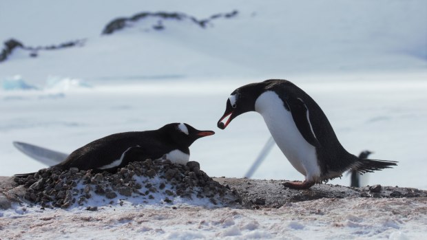 Penguins plus - Australian Photography