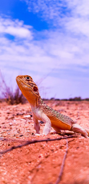 Arid encounters - Australian Photography