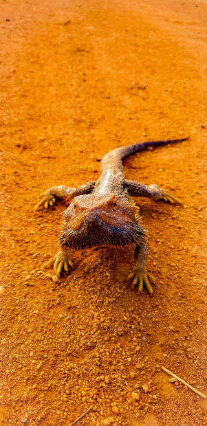 Arid encounters - Australian Photography