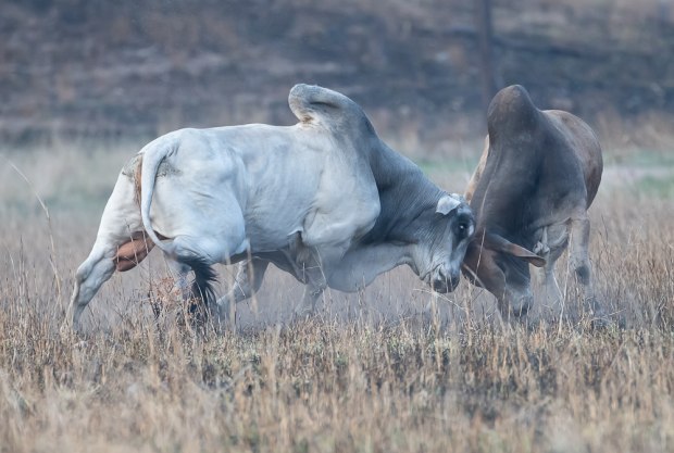 Three birds and some bull - Australian Photography