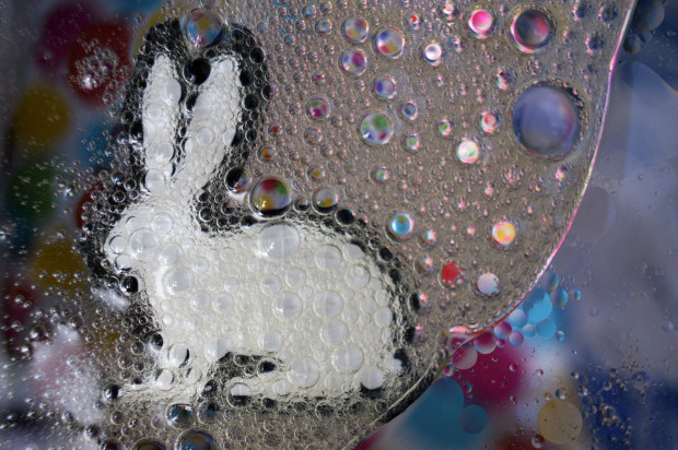 Floating rabbits - Australian Photography