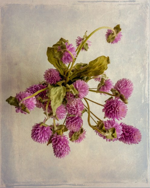 Everlasting Beauty - Australian Photography