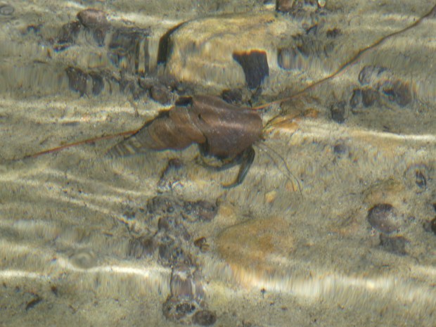 Hermit - Australian Photography