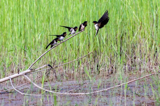 Roar - Australian Photography