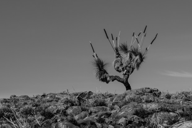 Grass trees - Australian Photography