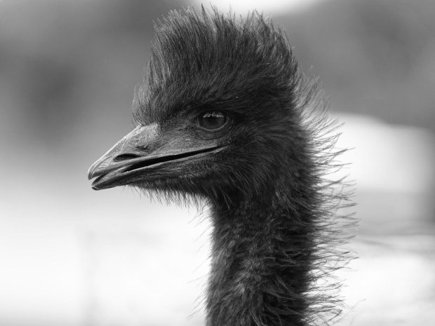 Young Fluffy Emu - The Mono Awards