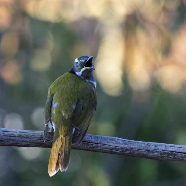 Backyard Bird portraits - Australian Photography