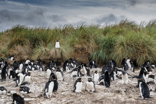 Rockhopper life - Australian Photography