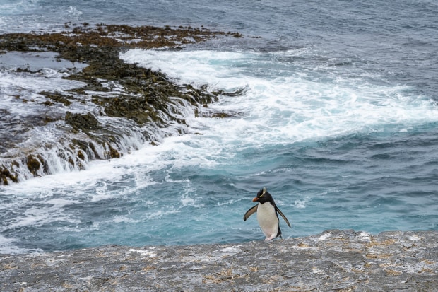Rockhopper life - Australian Photography