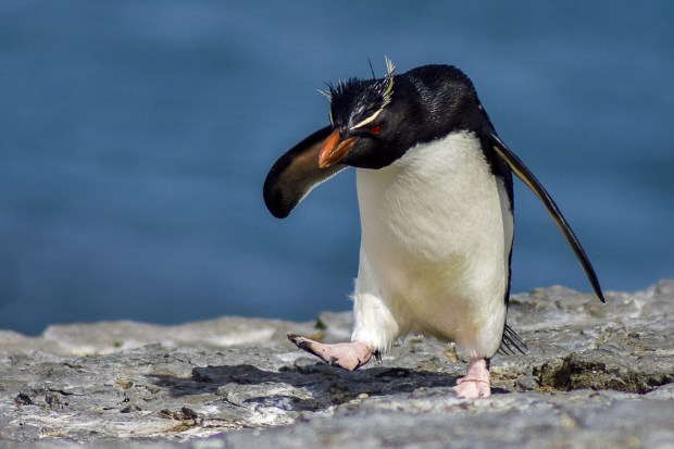 Rockhopper life - Australian Photography