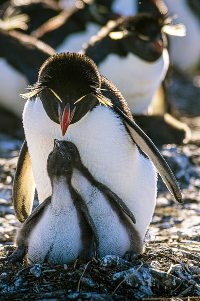 Rockhopper life - Australian Photography