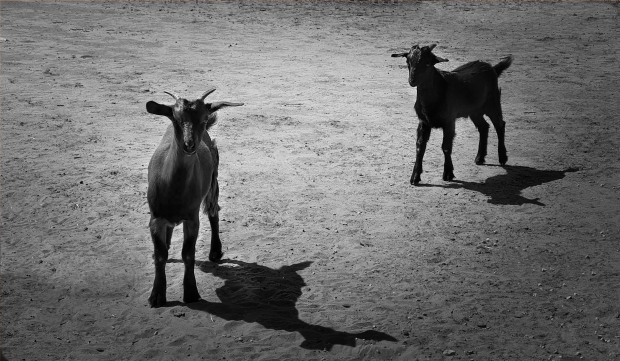 Shadows of two baby goats - Australian Photography