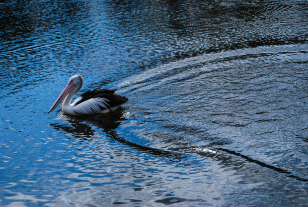 native wildlife - Australian Photography