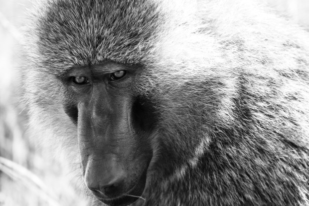 Portrait of a primate - Australian Photography