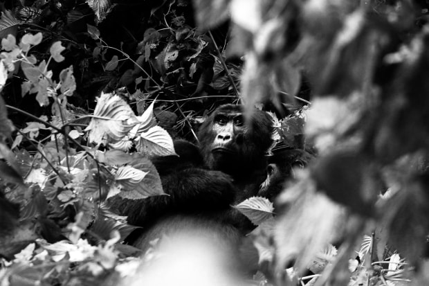 Portrait of a primate - Australian Photography