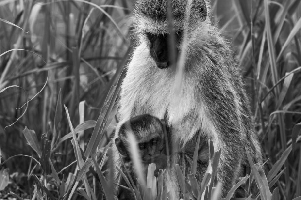 Portrait of a primate - Australian Photography