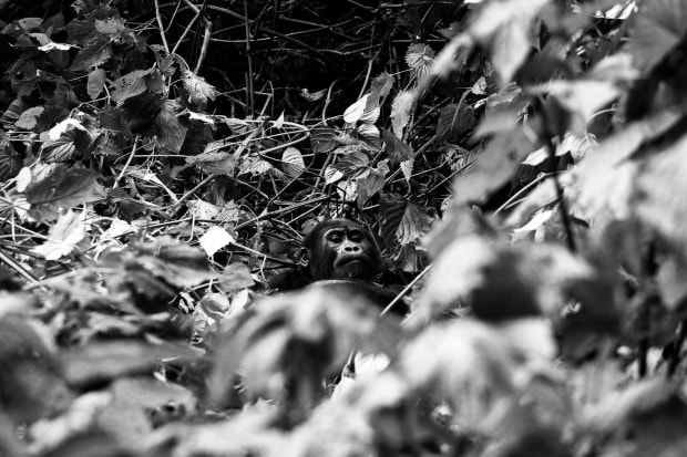 Portrait of a primate - Australian Photography