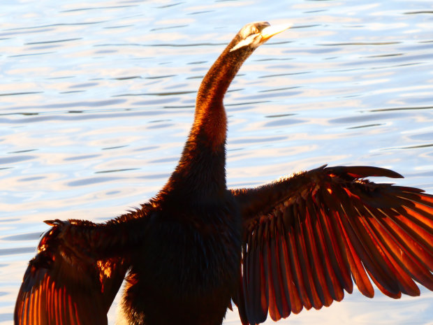 Australian darter - Australian Photography