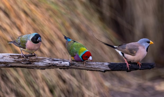 Finches - Australian Photography