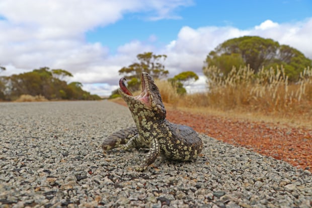 Cryptic Creatures in an Urbanised World - Australian Photography