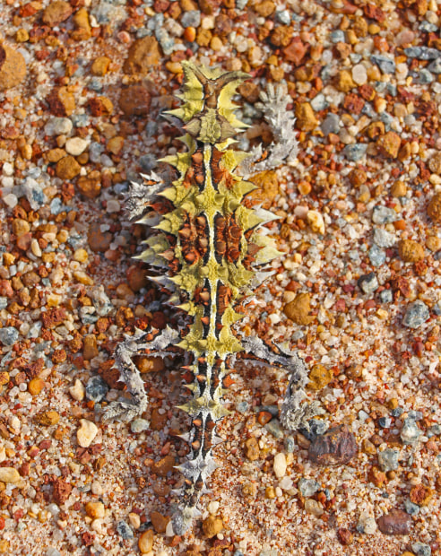 Cryptic Creatures in an Urbanised World - Australian Photography