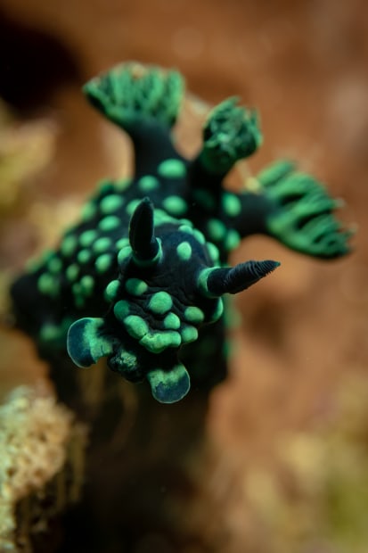 Cabbage Nudibranch - Australian Photography