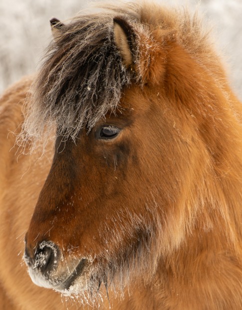 Lapland Ponie - Australian Photography
