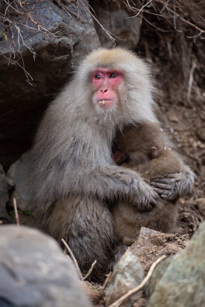 Monkey Magic - Australian Photography