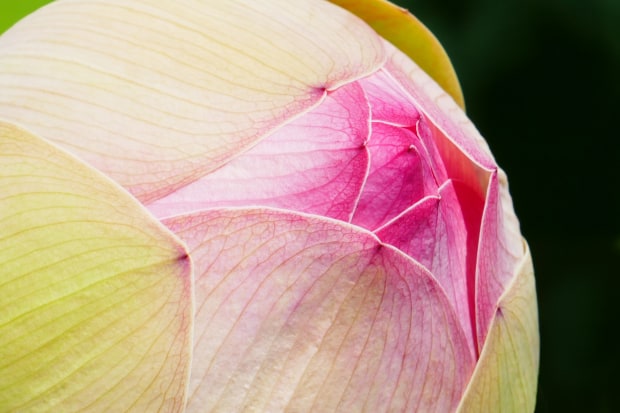 Lotus - Australian Photography