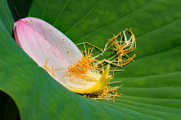 Lotus - Australian Photography